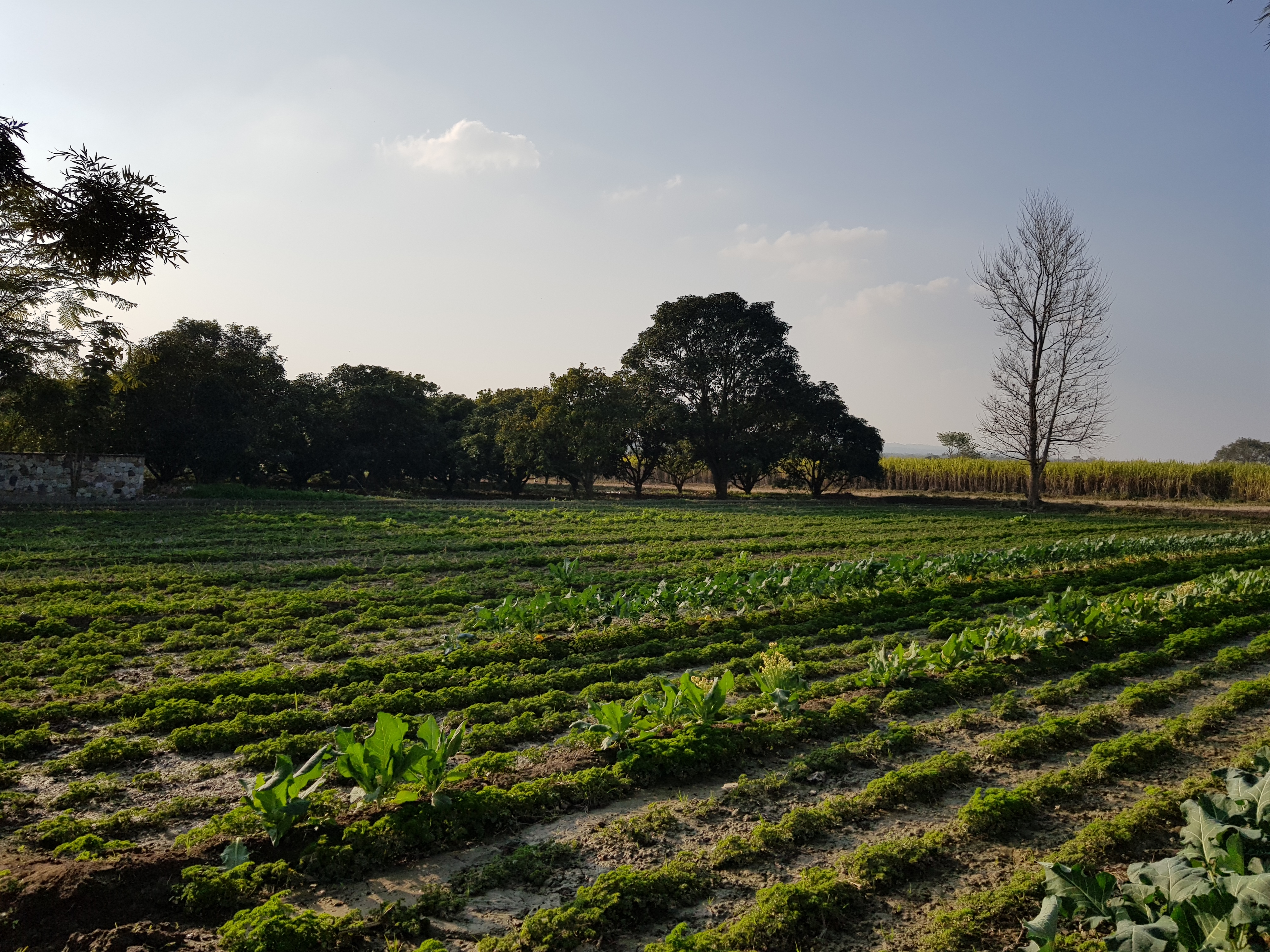 Benefits of Organic Farming in Boarding Schools: Health, Education ...